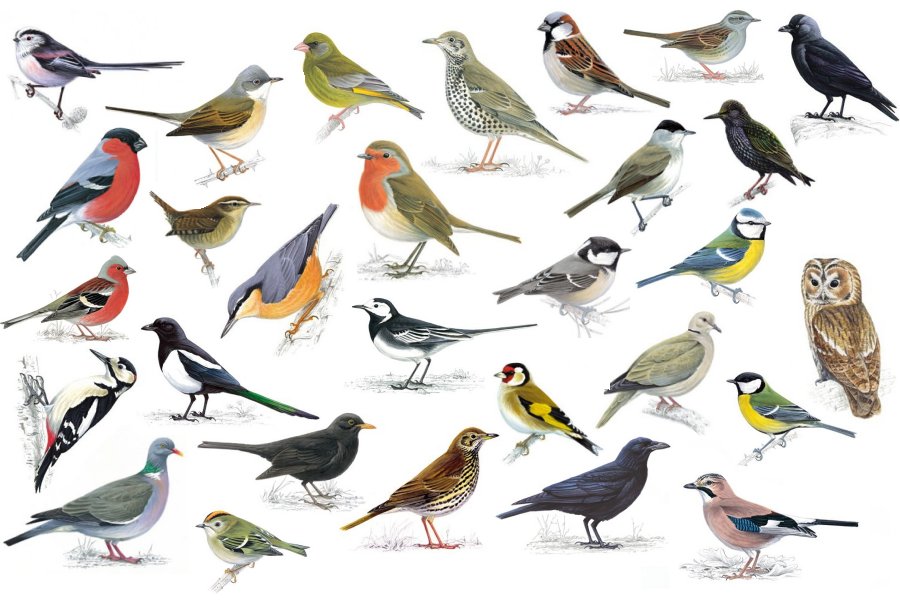 Birdsong Identification Dawn Chorus Experience With Peter Holden Birdsong Identification Dawn Chorus Experience With Peter Holden